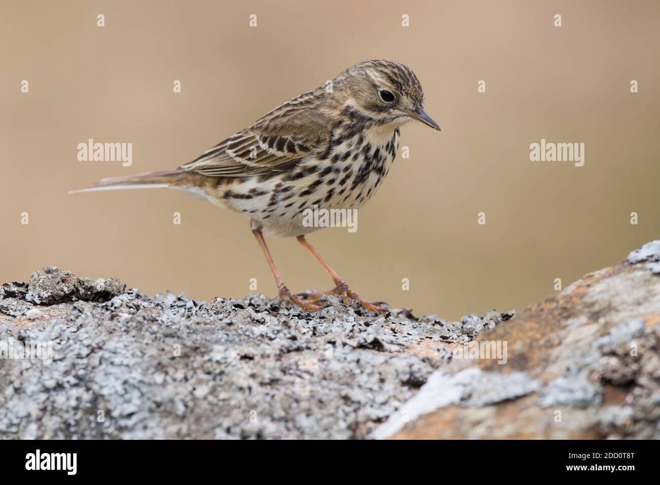 Meadow Pipit, Anthus pratensis, Dumfries & Galloway, Scotland Stock ...