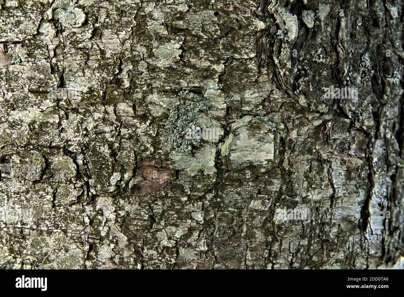 Rough bark pattern from an old big birch tree Stock Photo - Alamy