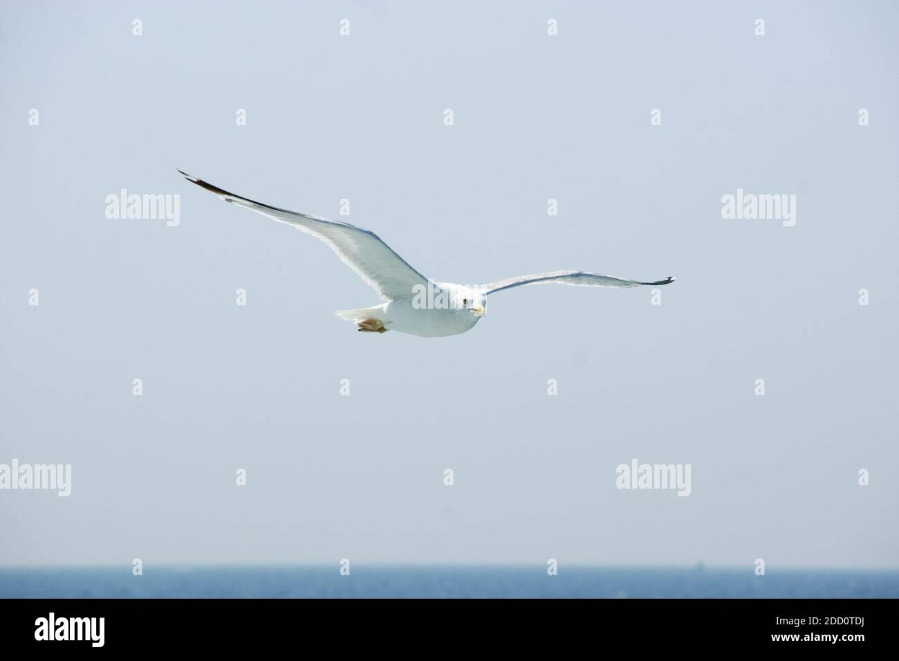 Yellow wing flying fish hi-res stock photography and images - Alamy