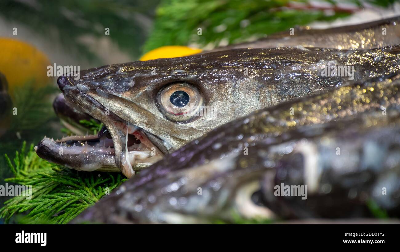 Fishmonger and hake hi-res stock photography and images - Alamy
