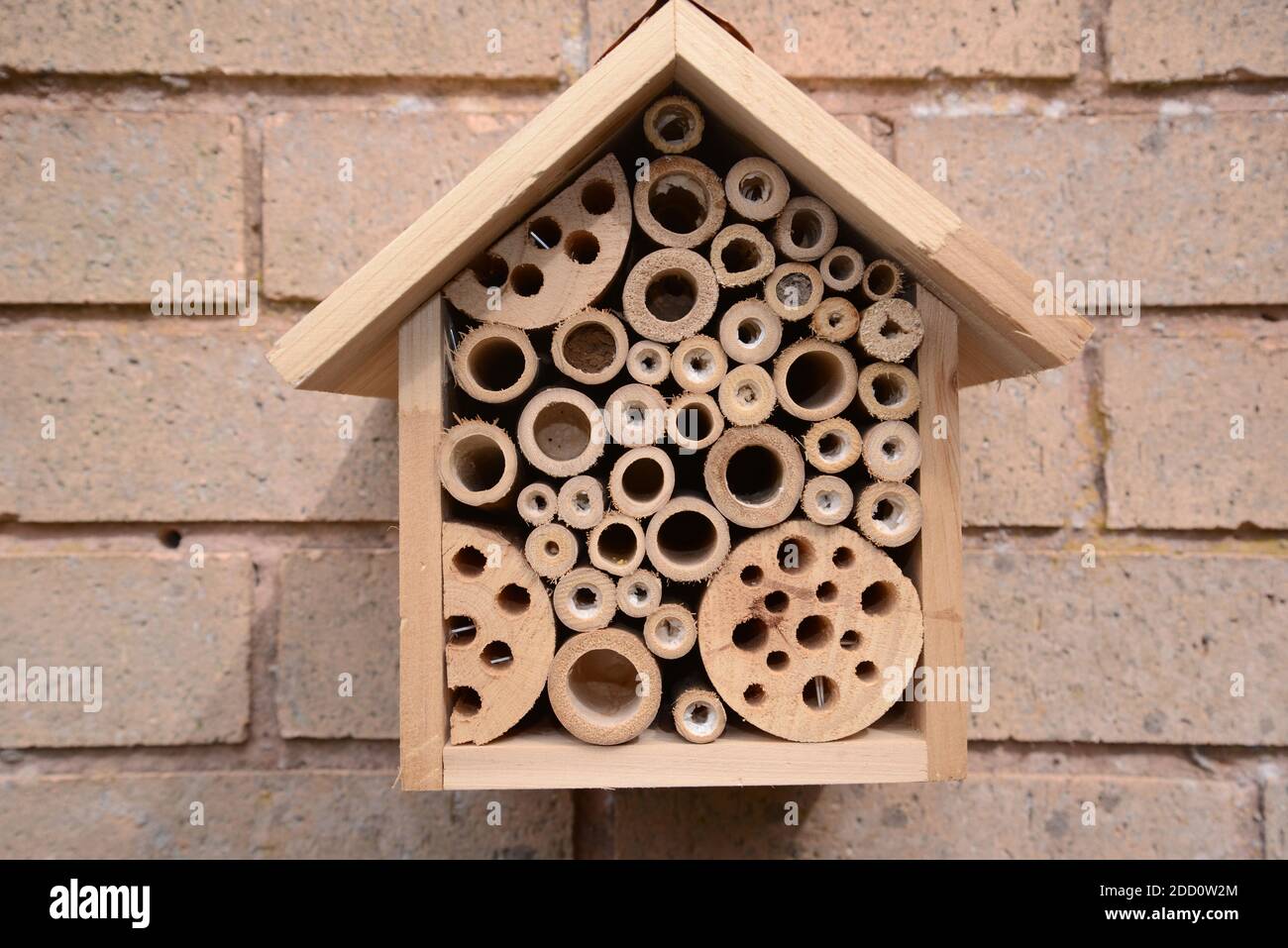 House Insects High Resolution Stock Photography and Images - Alamy