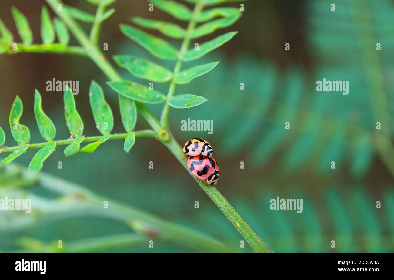Mating ladybug hi-res stock photography and images - Alamy