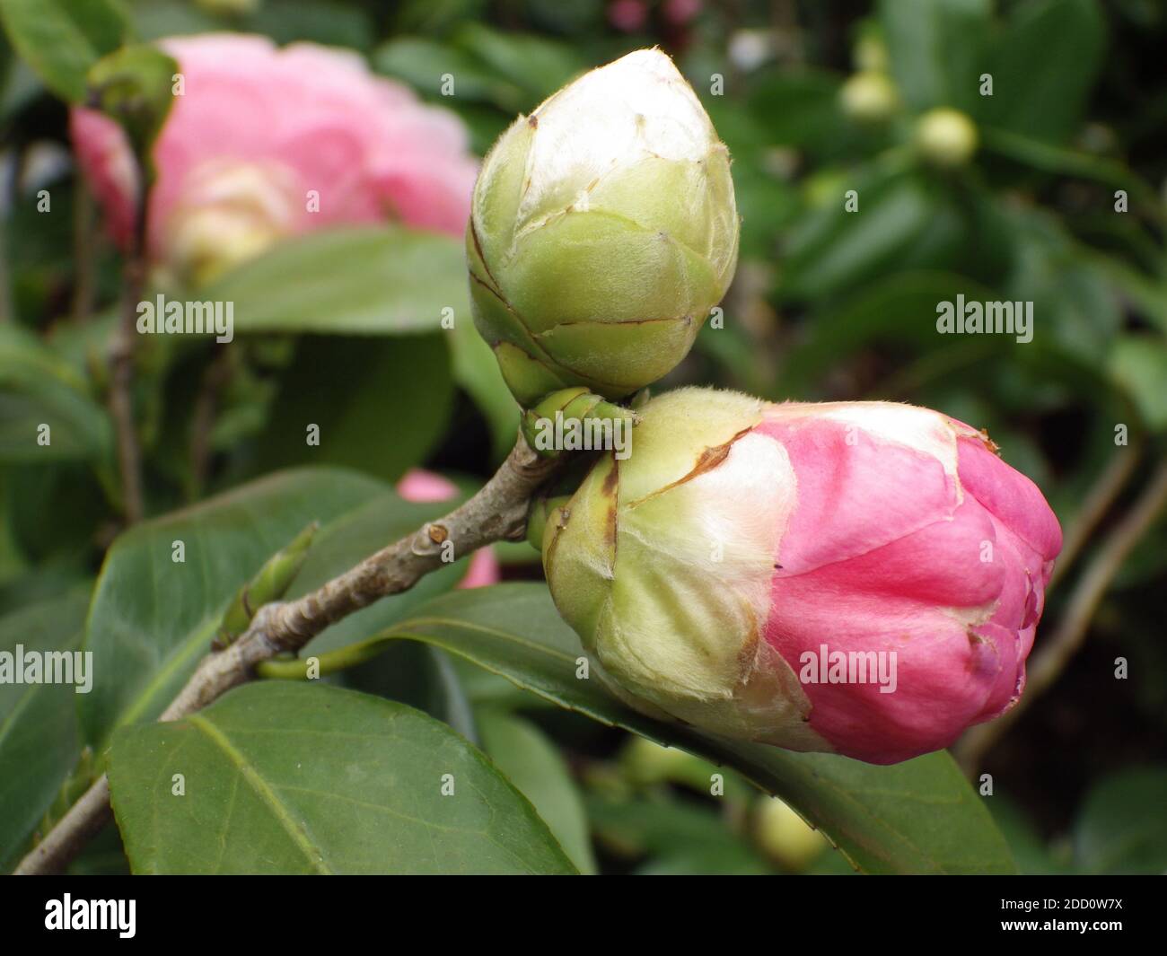 Camellia buds hi-res stock photography and images - Alamy