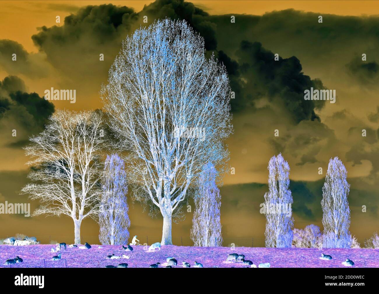 Trees in the landscape with colour modifications and inversions made to ...