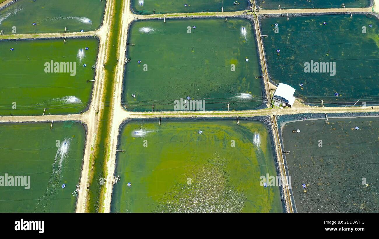 Aerial view of a fishery and prawn farm in Bohol, Philippines. Ponds ...