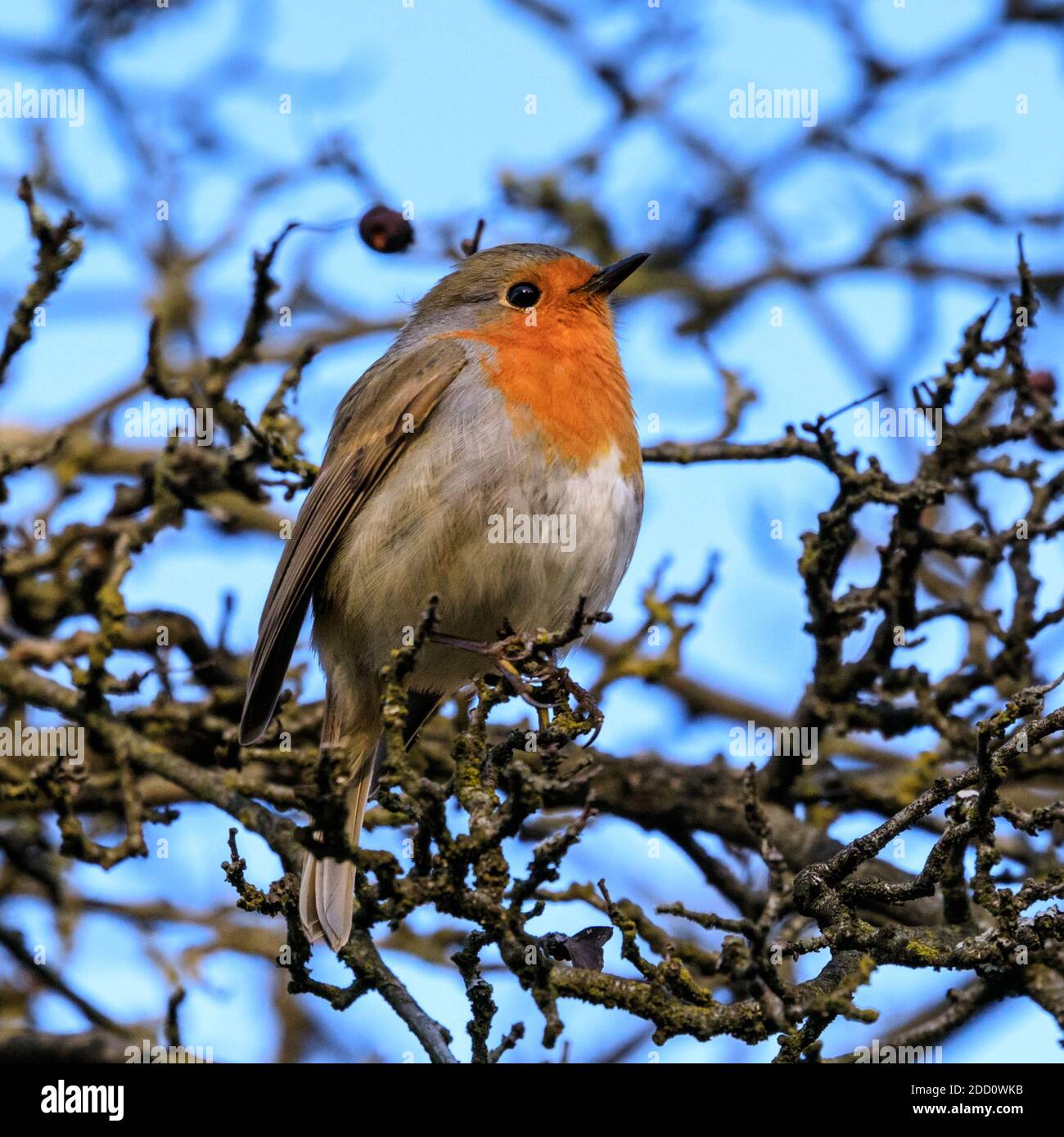 Robin winter scene hi-res stock photography and images - Alamy
