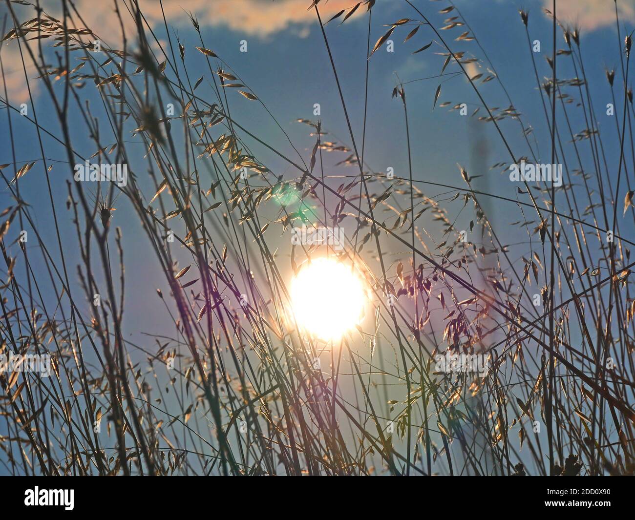 Spikes of gold wheat in summer sun rays Stock Photo - Alamy