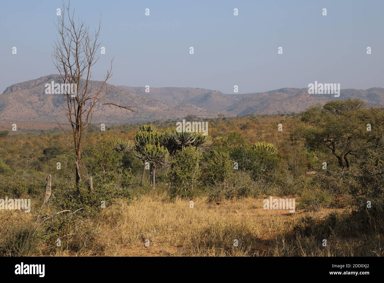 Afrikanischer Busch / African Bush Stock Photo - Alamy