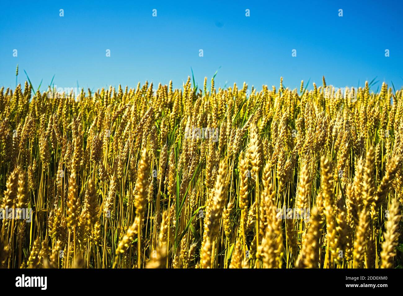 Wheat field ready for harvest. Close-up photo in the summer sun Stock ...