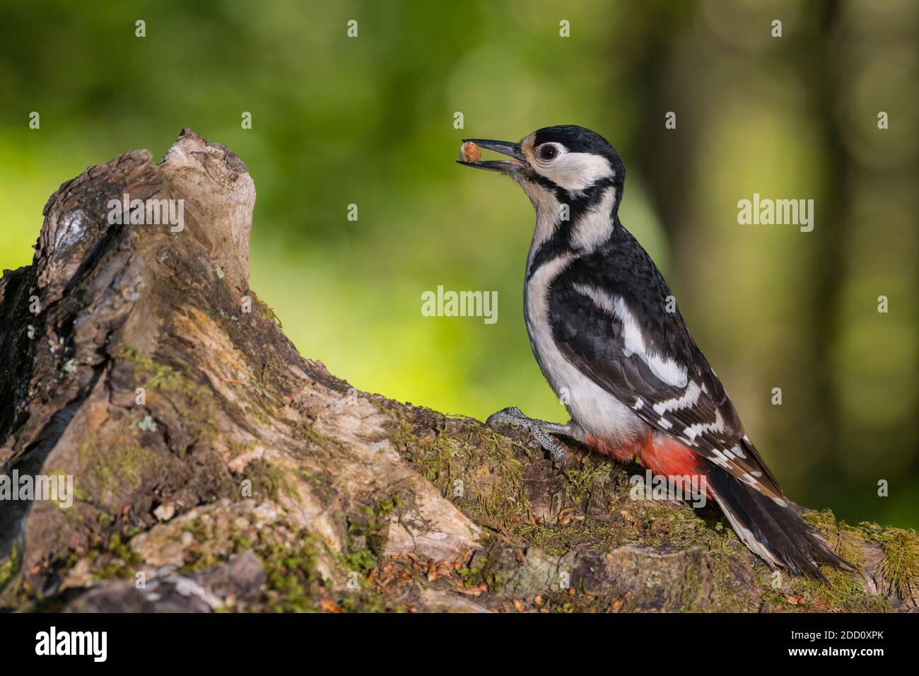 Female great spotted woodpecker hi-res stock photography and images - Alamy