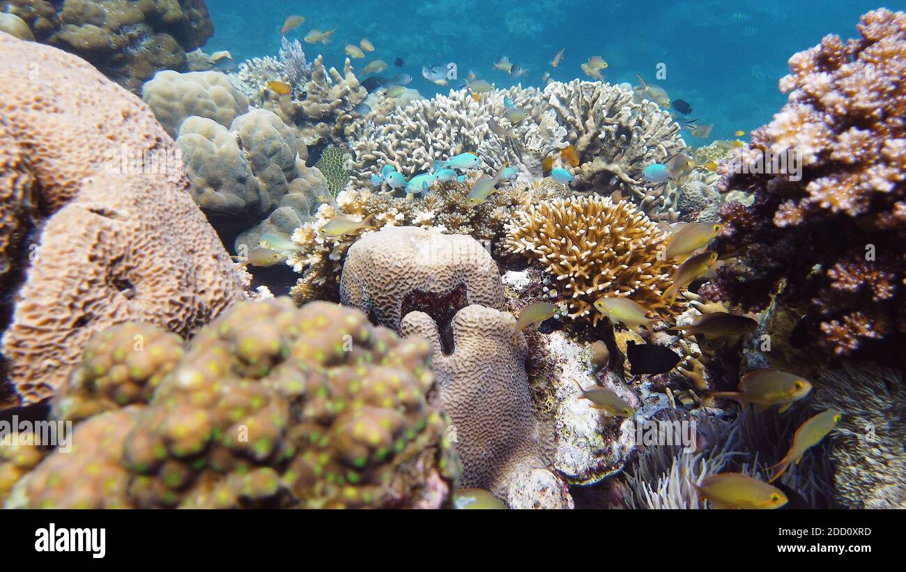 Sealife, Diving near a coral reef. Beautiful colorful tropical fish on ...
