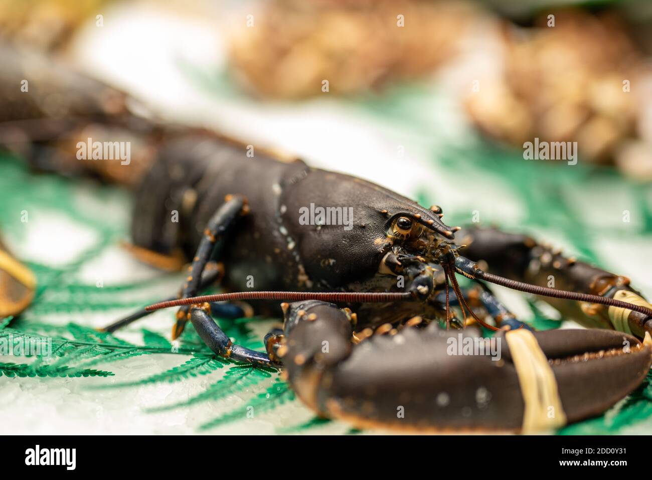 Fresh Lobster Seafood Close-up on Fish Market Stock Photo - Alamy