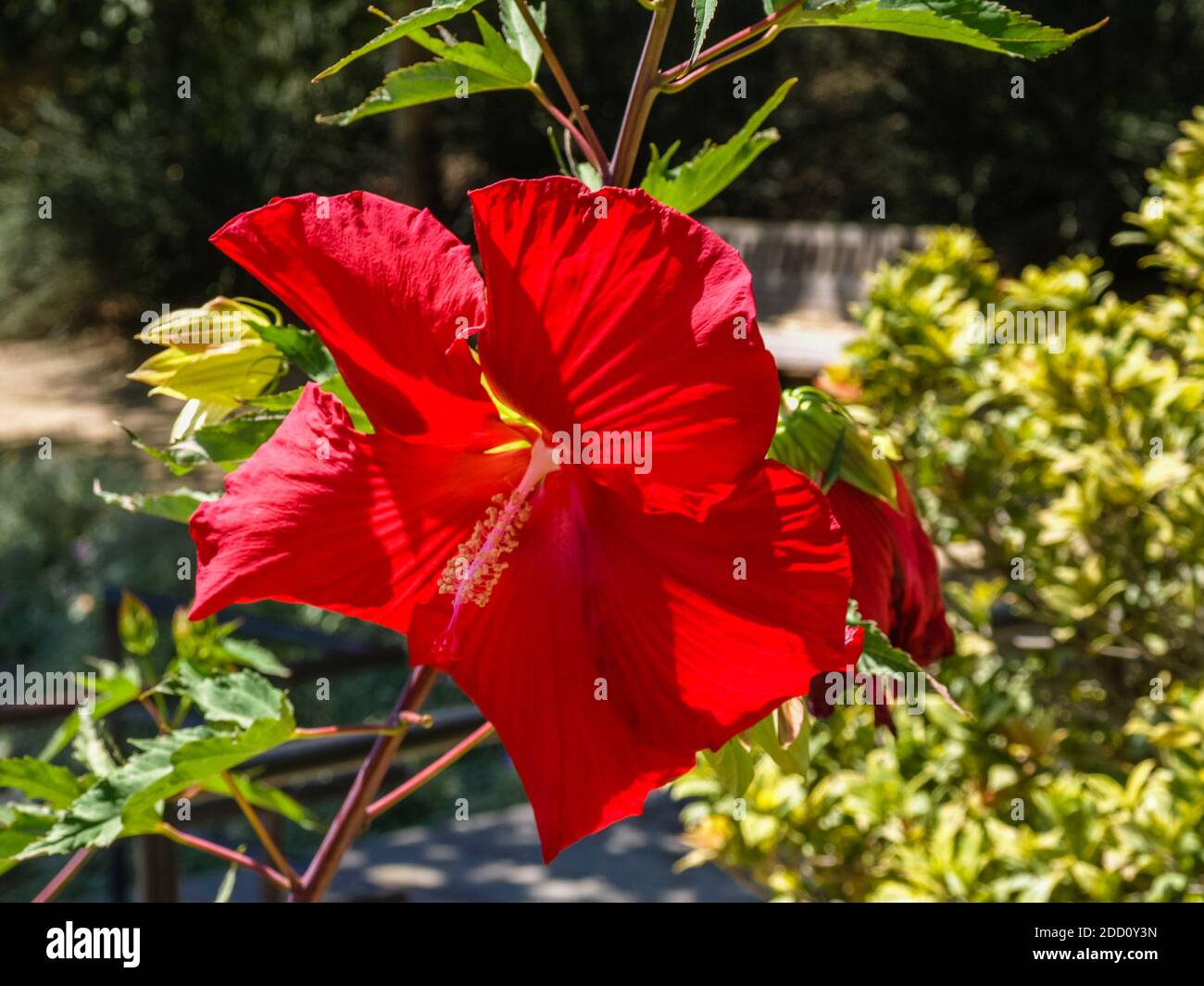 Red hibiscus flower botanical gardens hi-res stock photography and ...