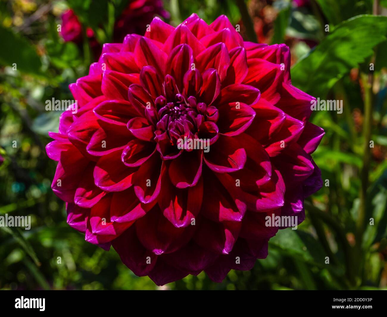 Pink majenta hi-res stock photography and images - Alamy