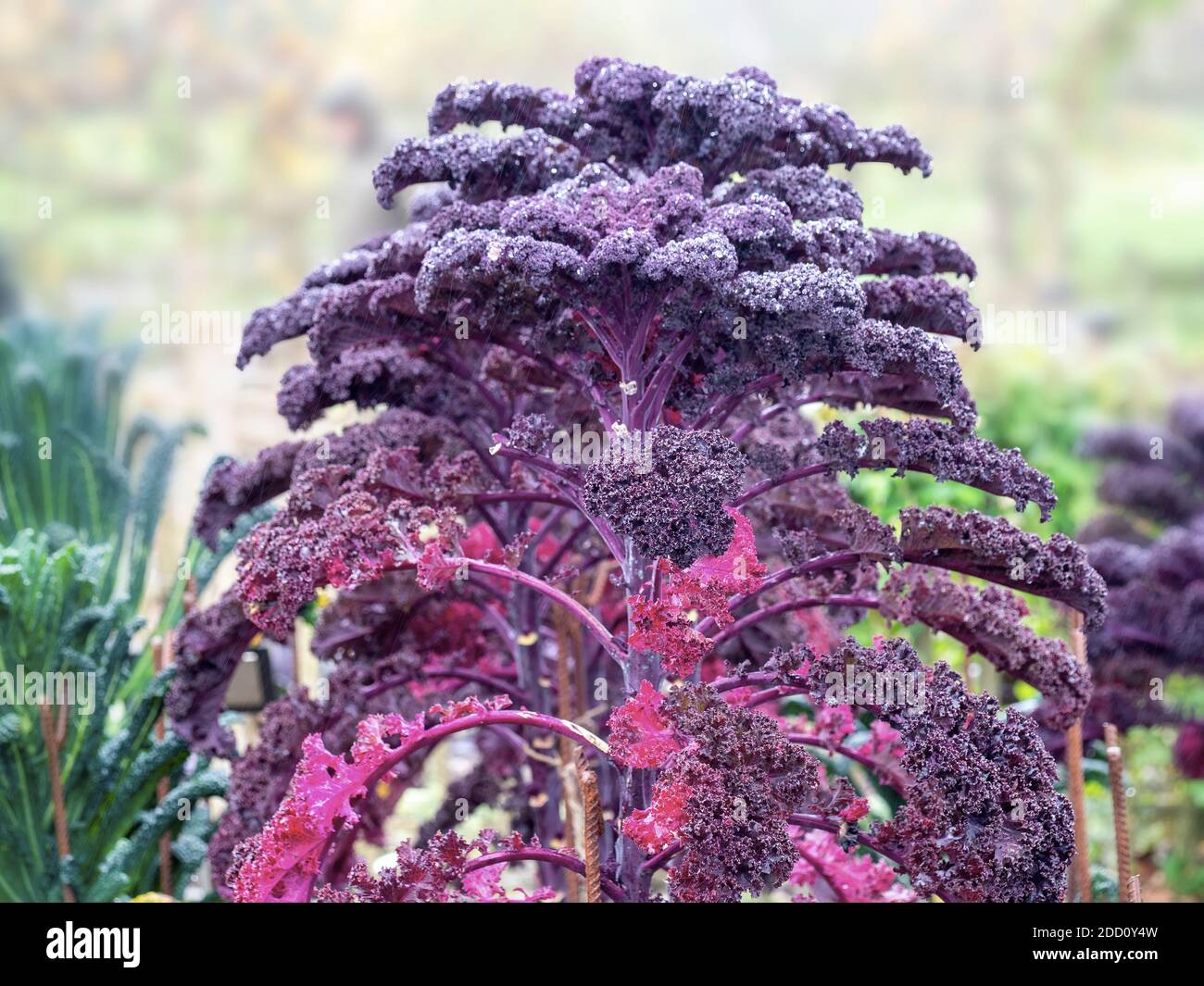 Kale plant hi-res stock photography and images - Alamy