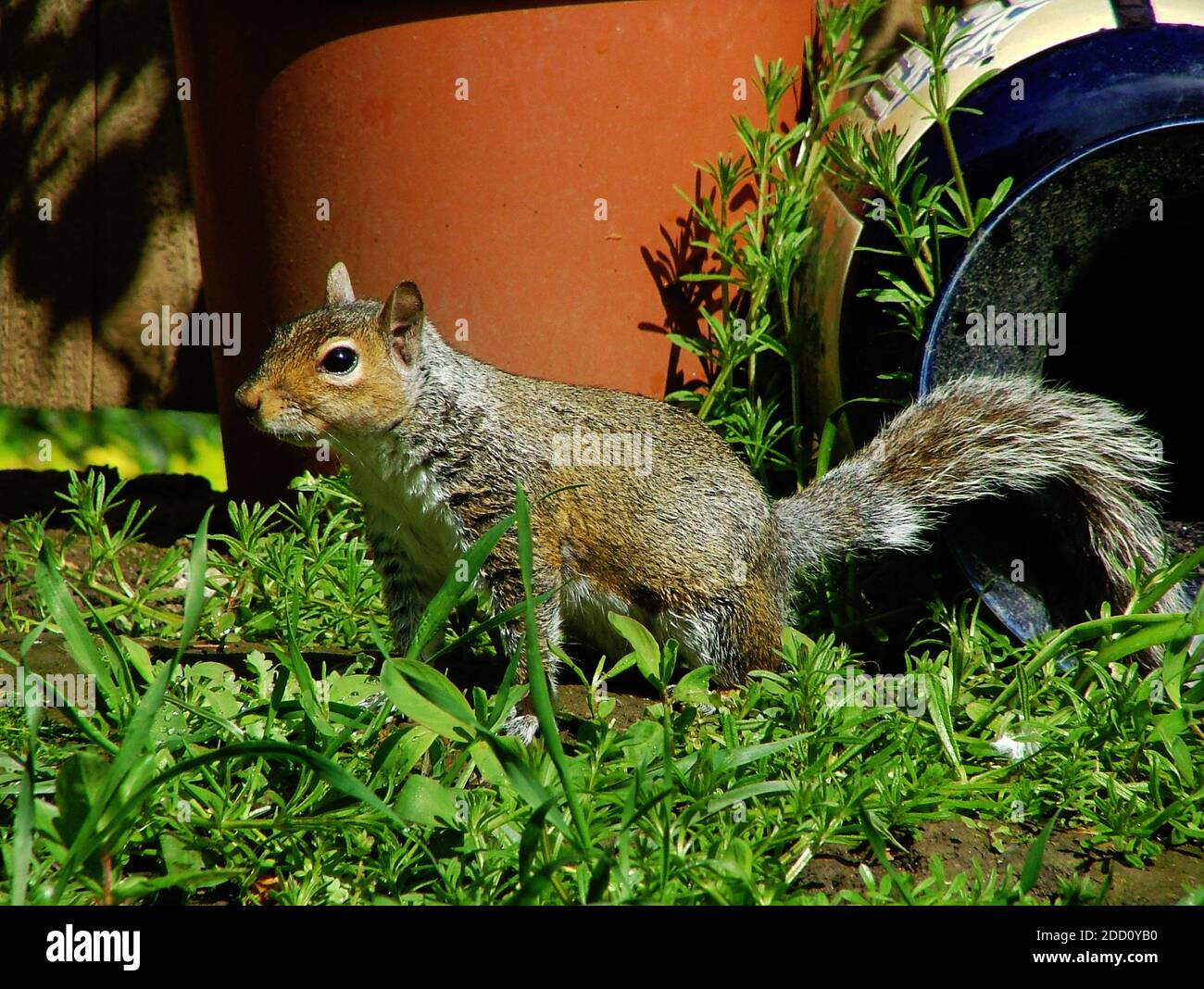 Eastern gray squirrel (Sciurus carolinensis) or the grey squirrel is a ...