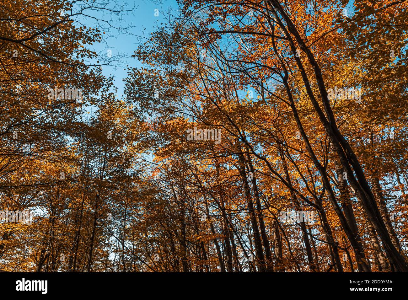 Autumn forest background. Beautiful autumn forest landscape. Morning ...