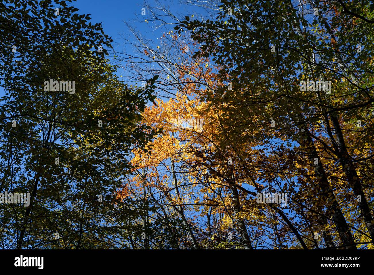 Autumn forest background. Beautiful autumn forest landscape. Morning ...