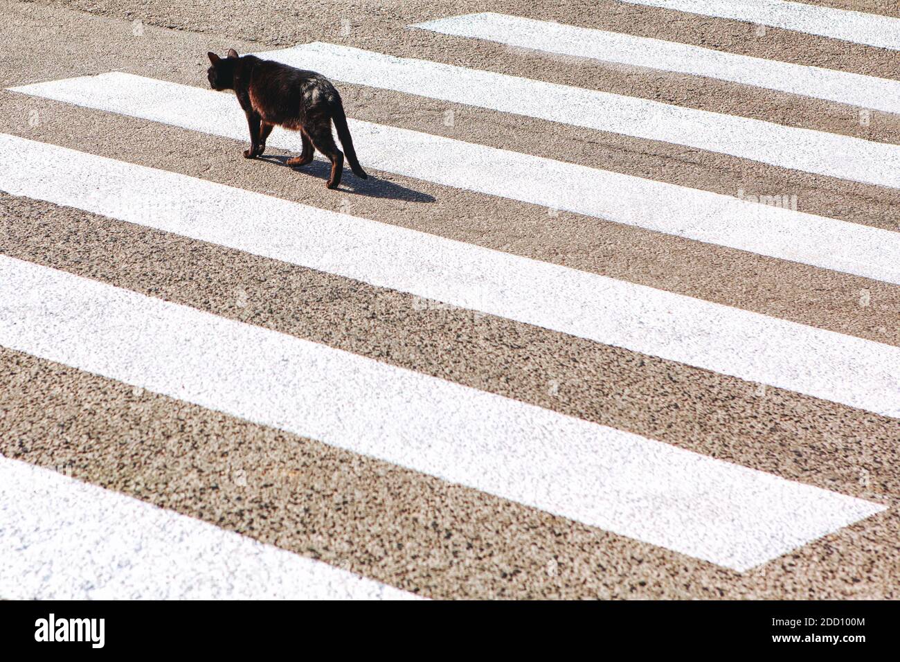 Cat crossing sign hi-res stock photography and images - Alamy