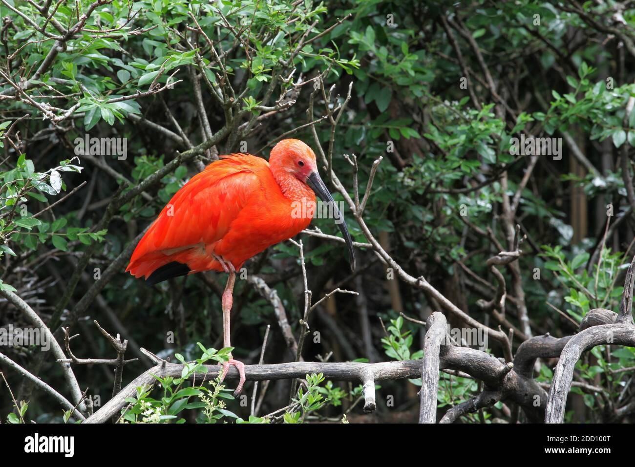 Red ibis on a branch Stock Photo - Alamy