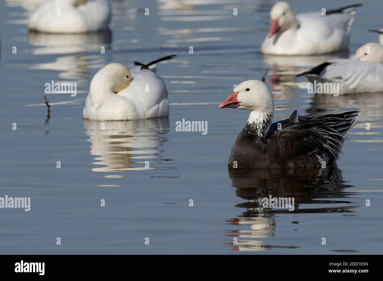 Snow Goose (Anser caerulescens), dark morph Stock Photo - Alamy