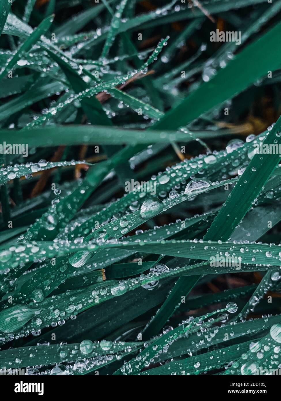 A vertical overhead shot of fresh green grass with raindrops on it ...