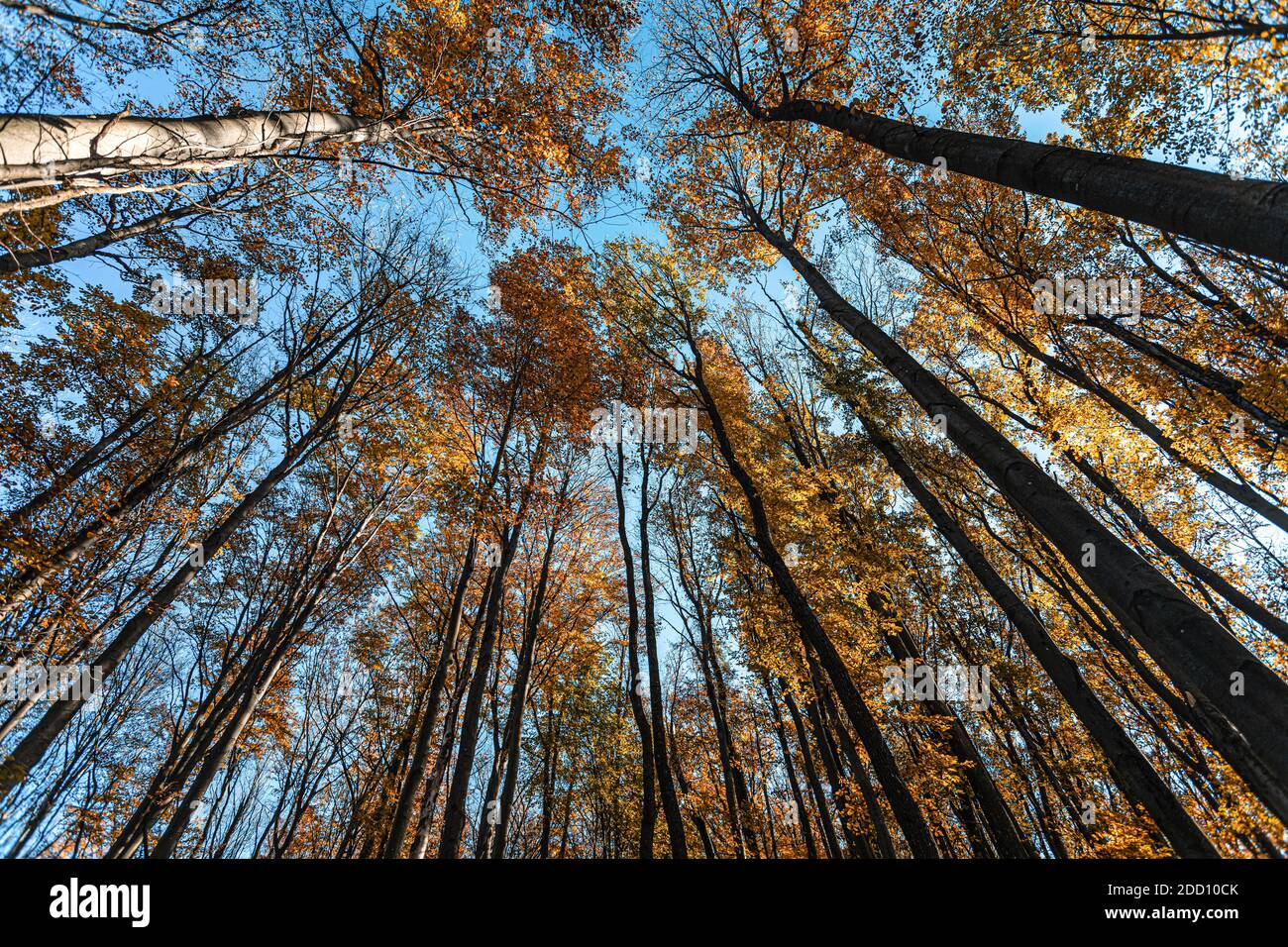 Autumn forest background. Beautiful autumn forest landscape. Morning ...