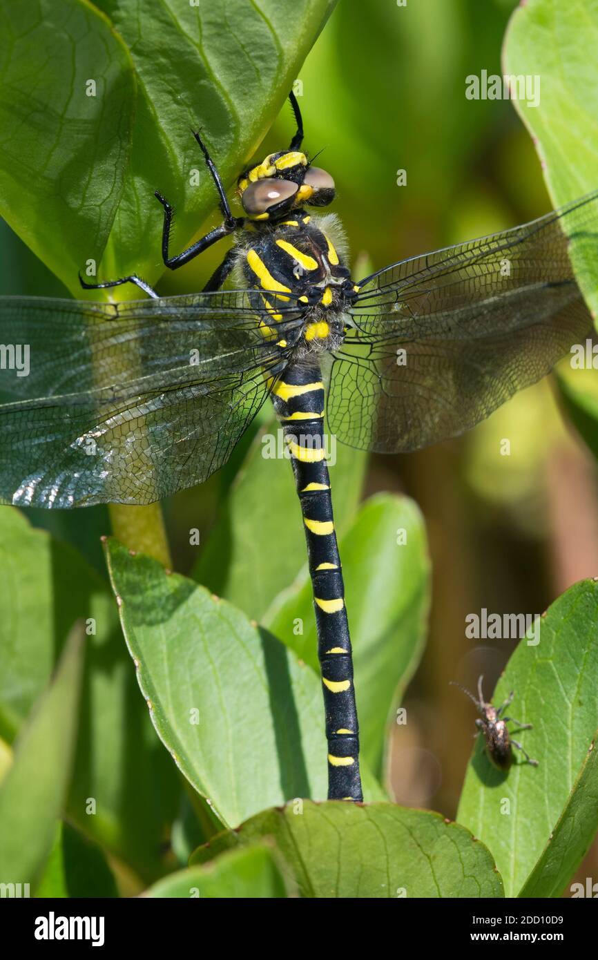 Scottish dragonfly hi-res stock photography and images - Alamy