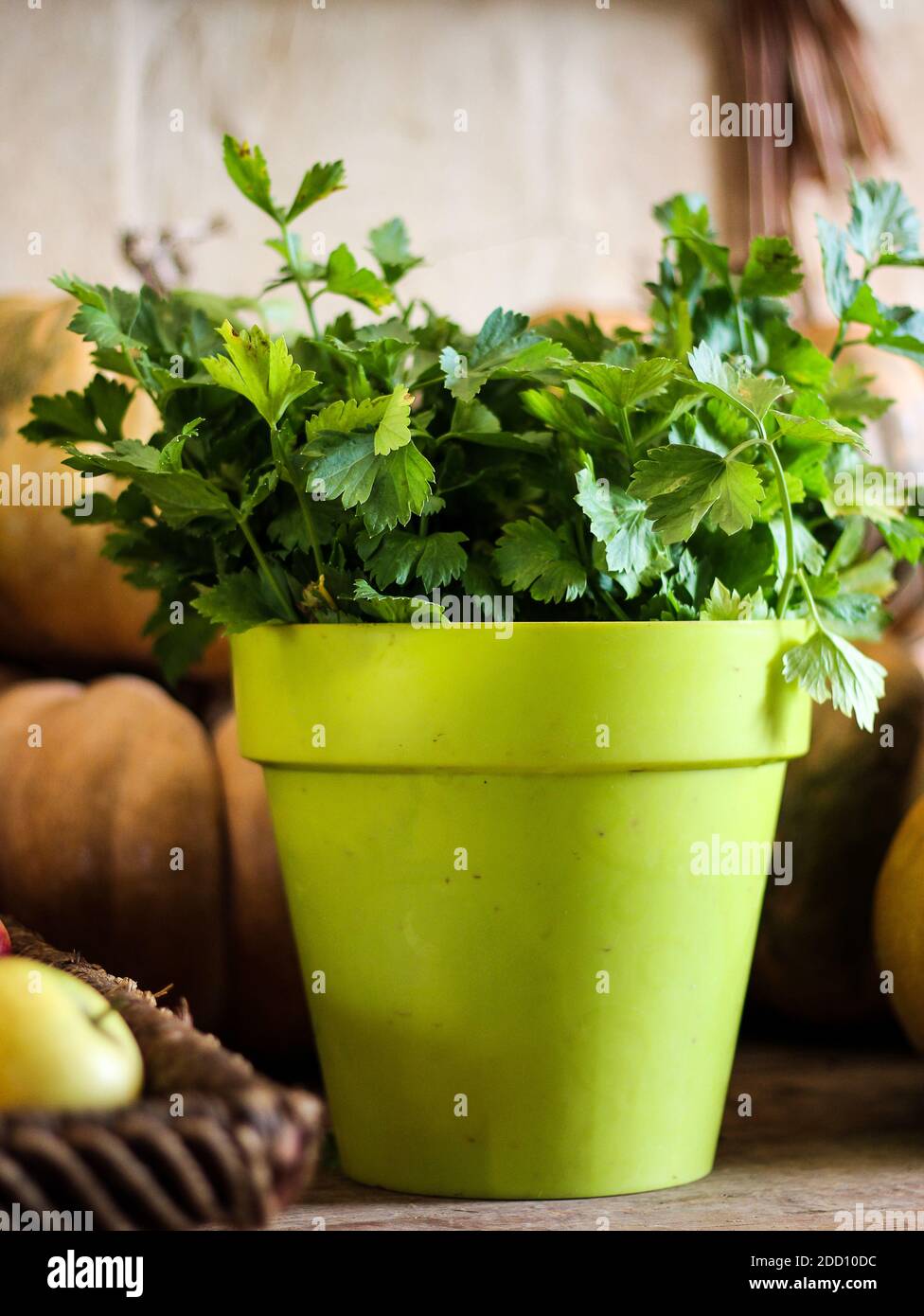 Celeriac leaves hi-res stock photography and images - Alamy