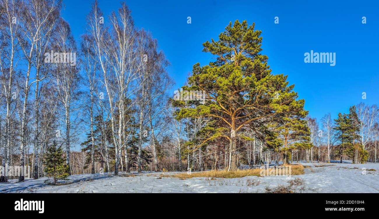 Silver birch trees in spring hi-res stock photography and images - Alamy