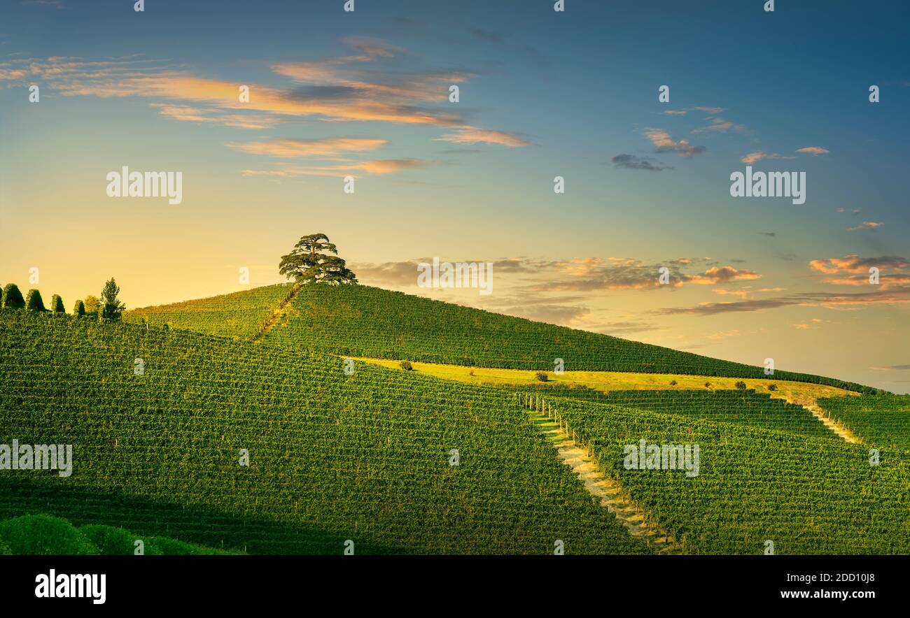 Cedar of lebanon tree hi-res stock photography and images - Alamy