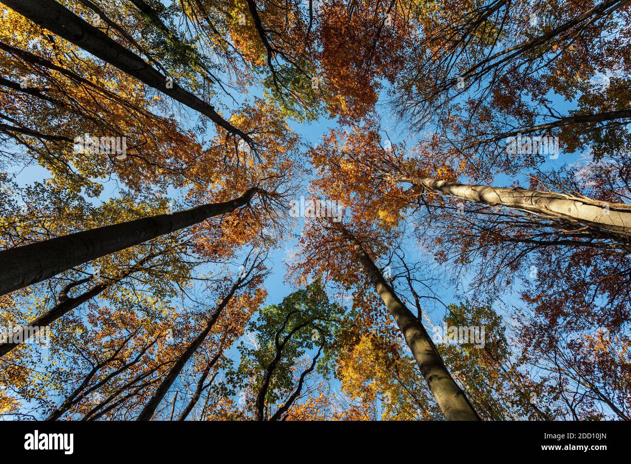 Autumn forest background. Beautiful autumn forest landscape. Morning ...