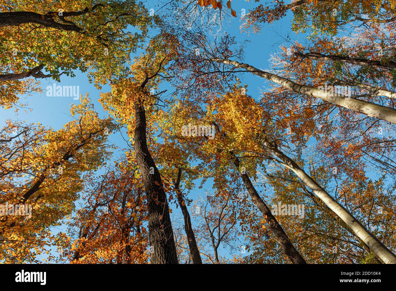 Autumn forest background. Beautiful autumn forest landscape. Morning ...