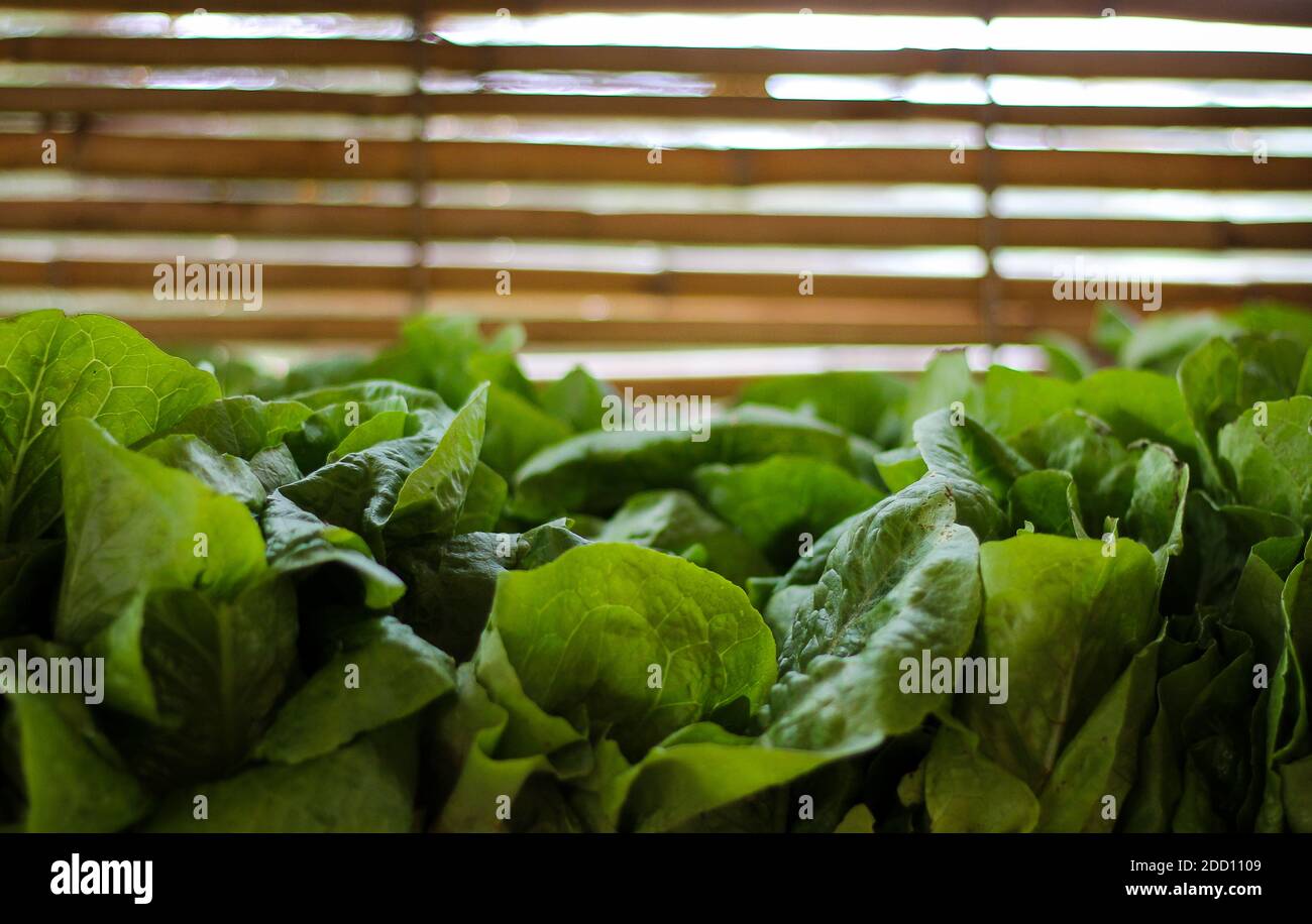 Fresh display foliage hi-res stock photography and images - Alamy