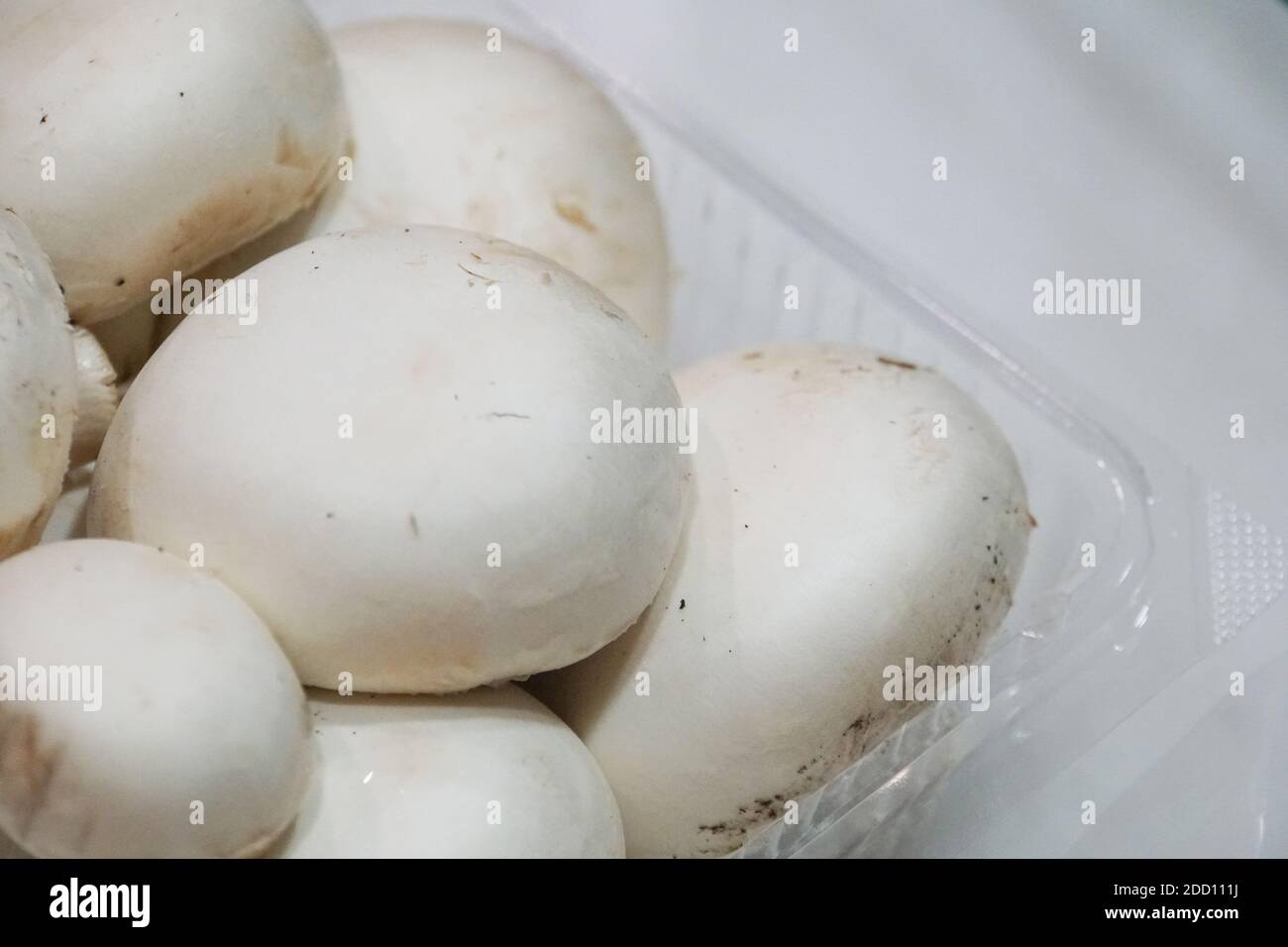 Round mushroom cap hi-res stock photography and images - Alamy