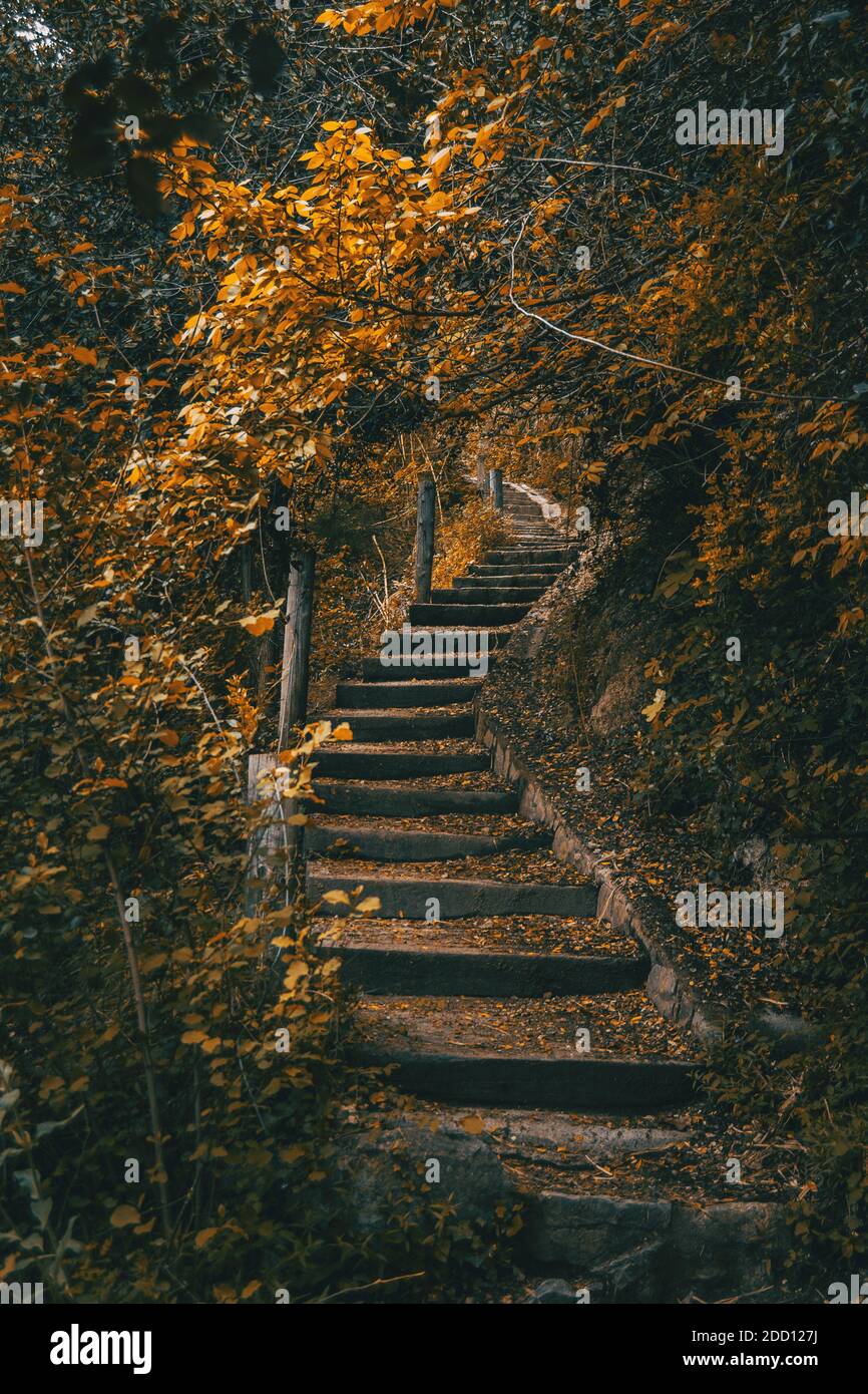 A wooden staircase that goes deep into the forest surrounded by dense ...