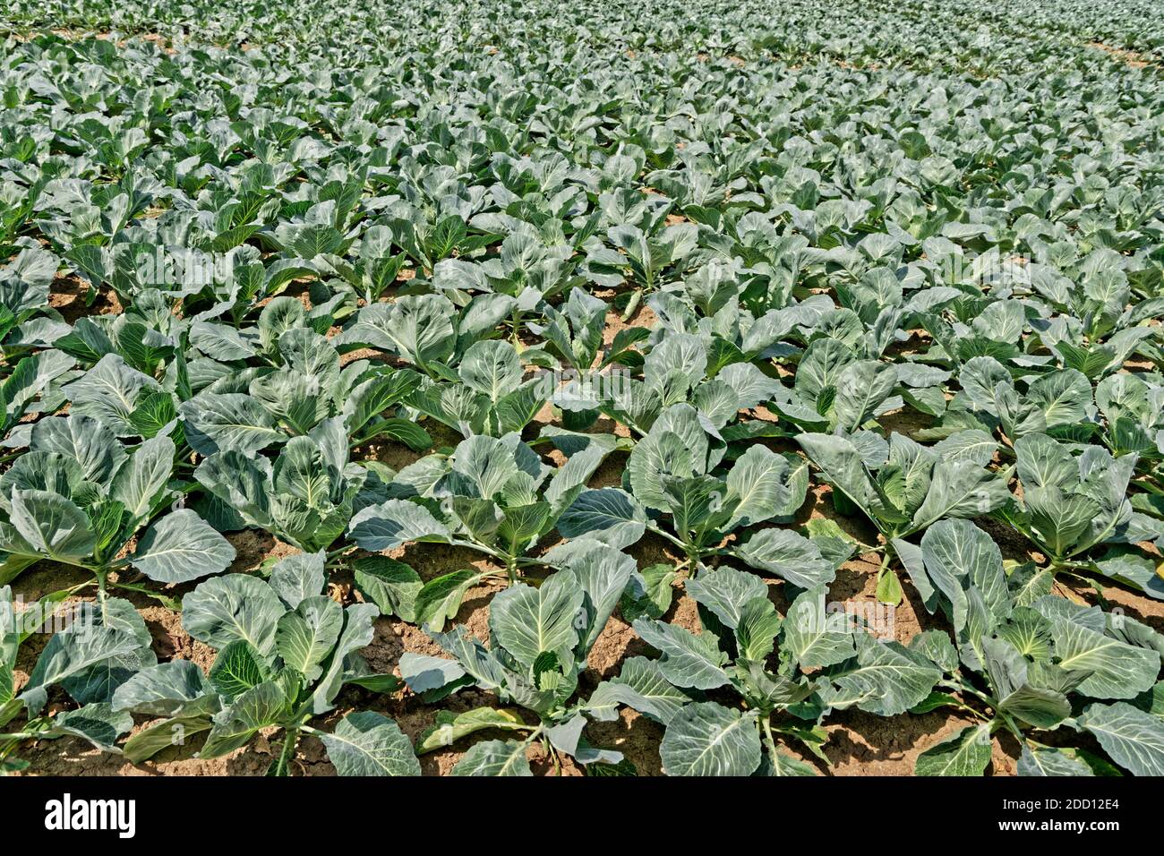 Brassica, Cabbage crop Stock Photo - Alamy