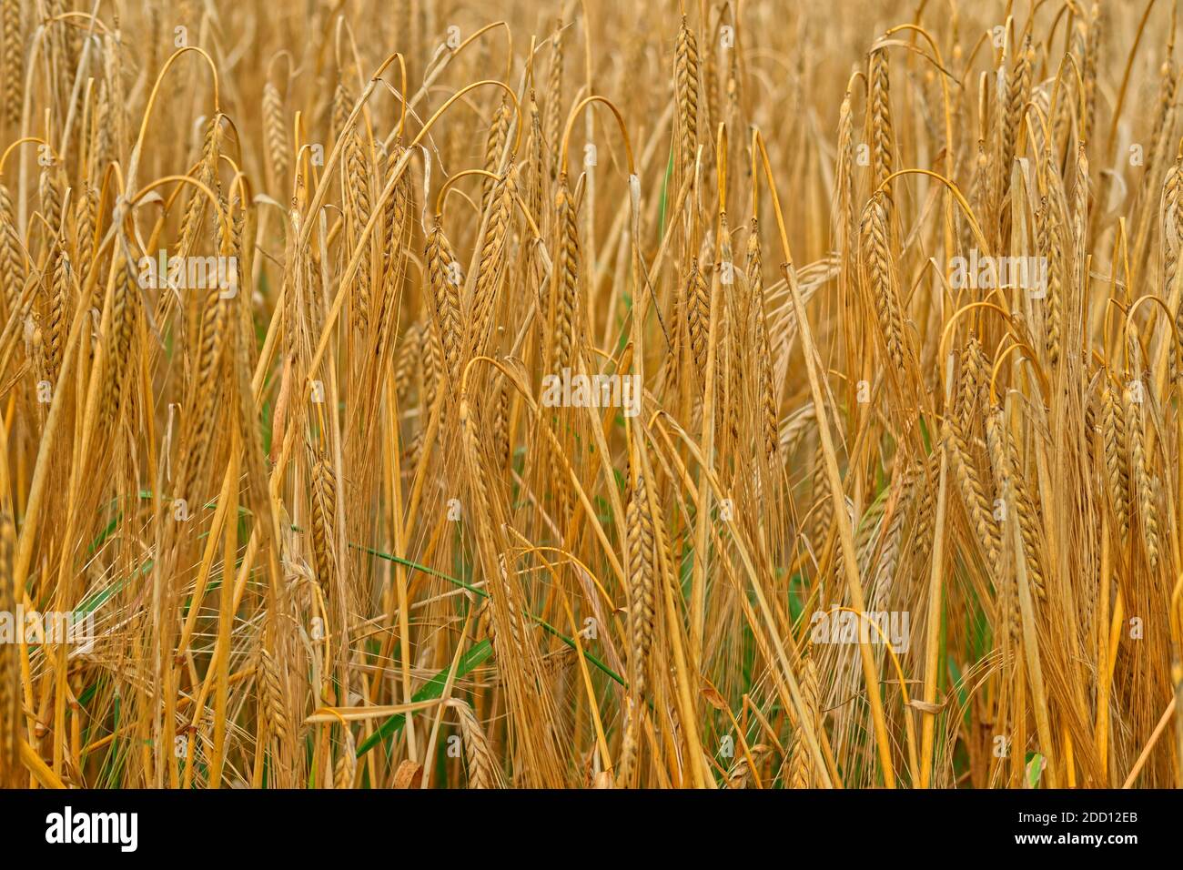 Barley ripenning hi-res stock photography and images - Alamy
