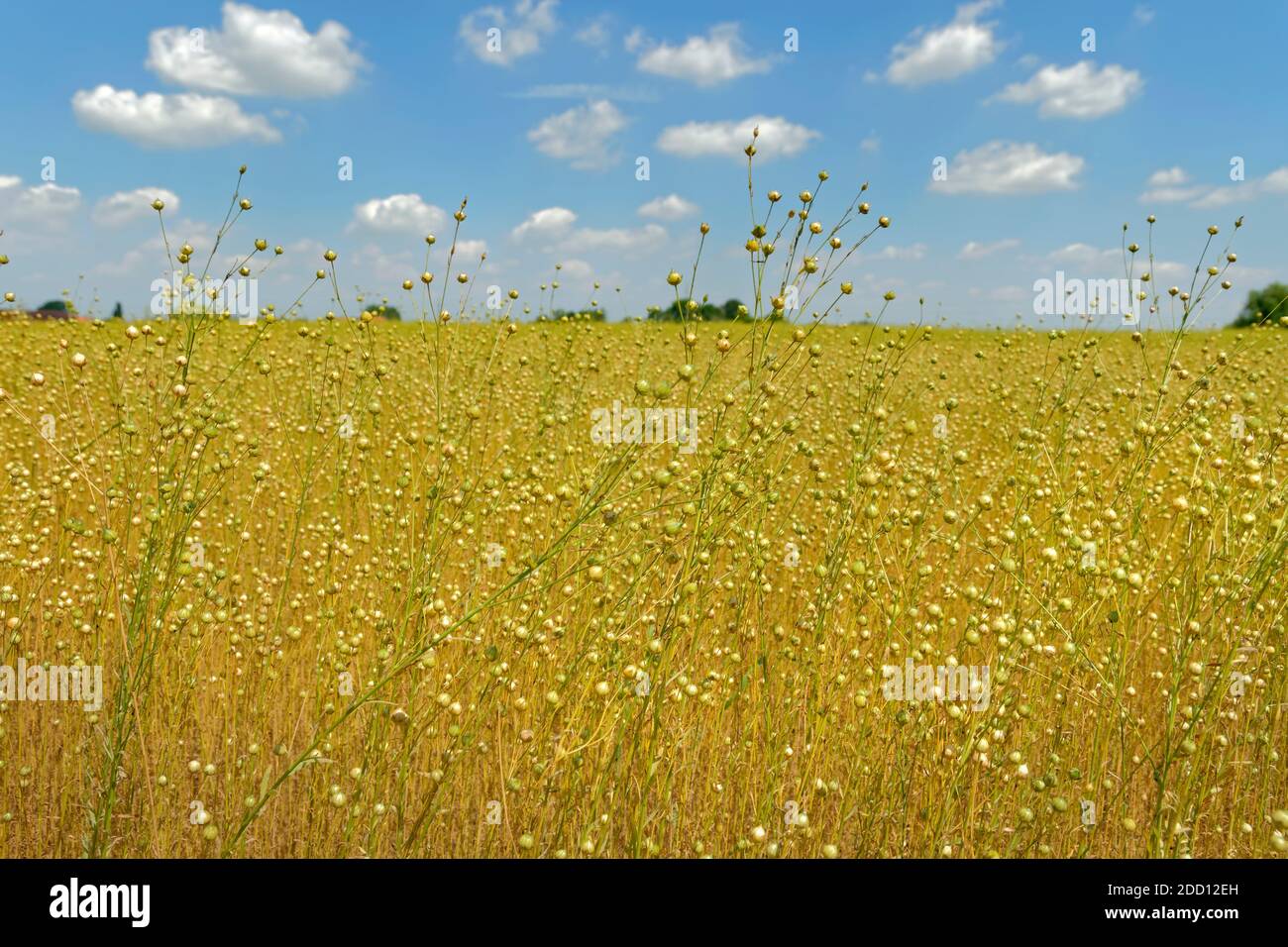 Flax harvest hi-res stock photography and images - Alamy