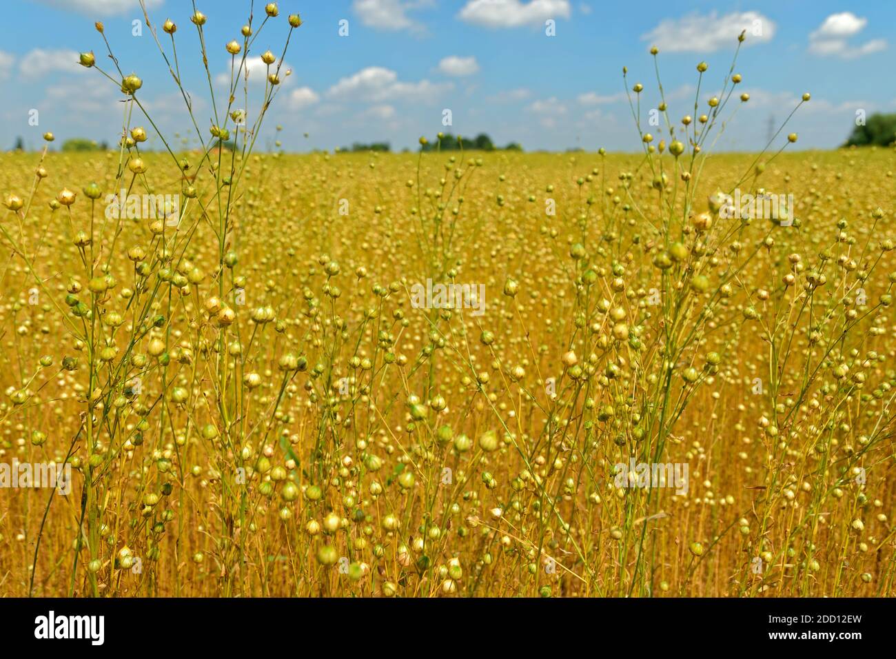 Flax fibre hi-res stock photography and images - Alamy