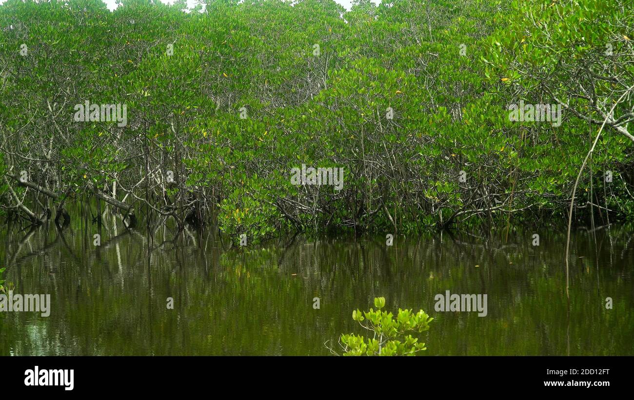 Mangrove trees in the water on a tropical island. An ecosystem in the ...