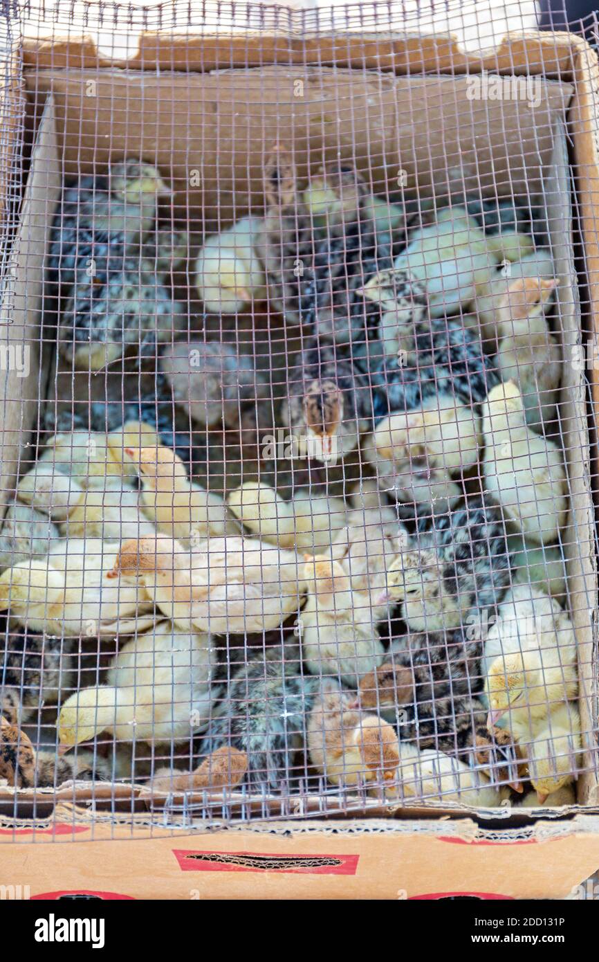 Many Newborn Baby Chicks in Box at Farm Stock Photo - Alamy