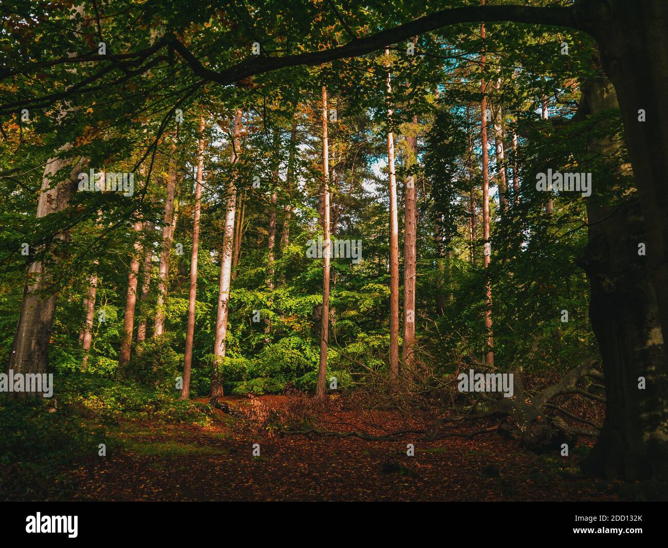 Sun Shining Through Forest Stock Photo - Alamy