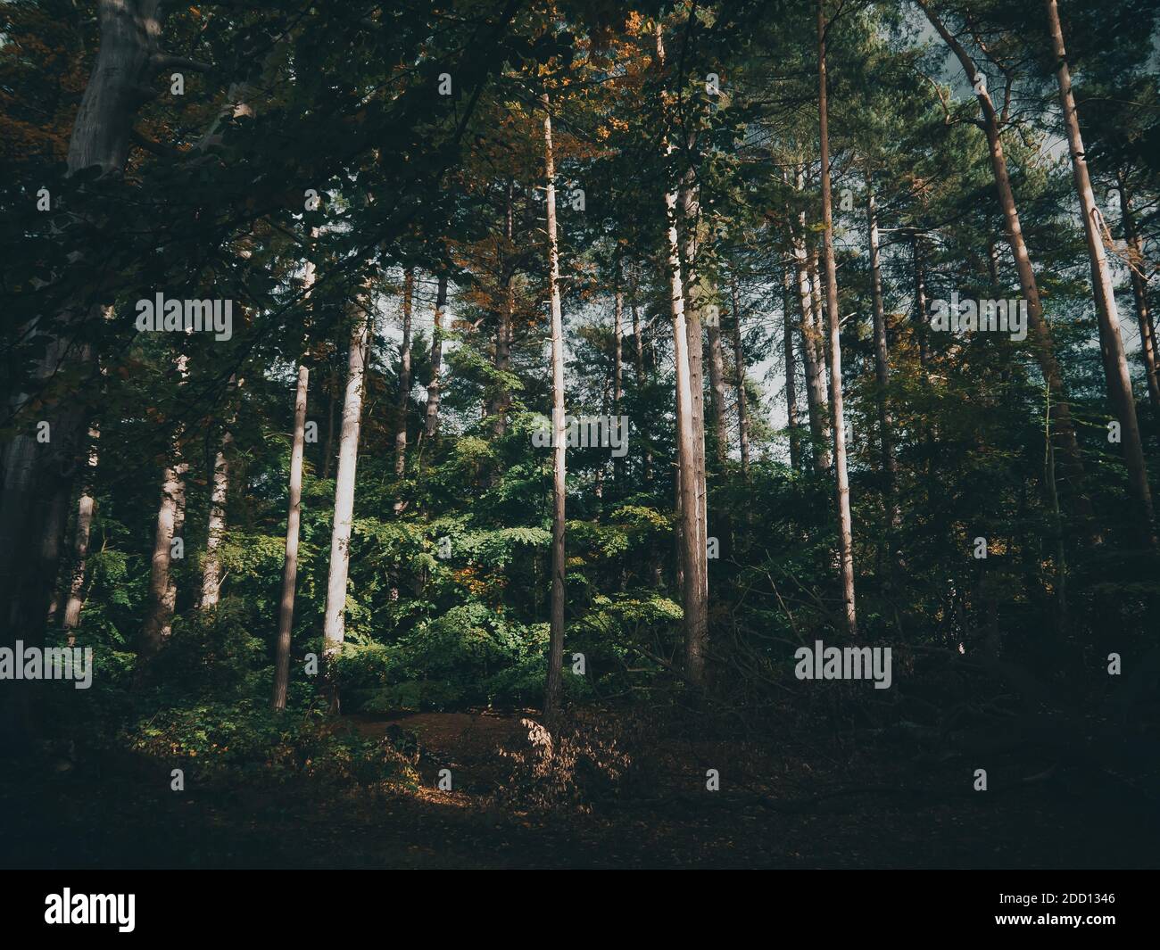 Sun Shining Through Forest Stock Photo - Alamy