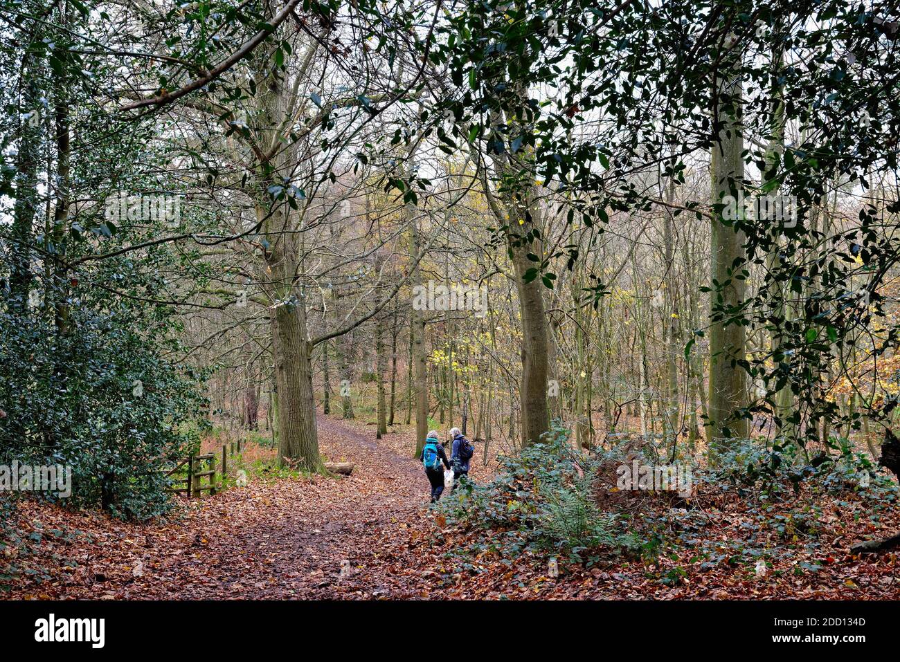 Two elderly woman walking through autumnal woodland in Abinger Roughs ...