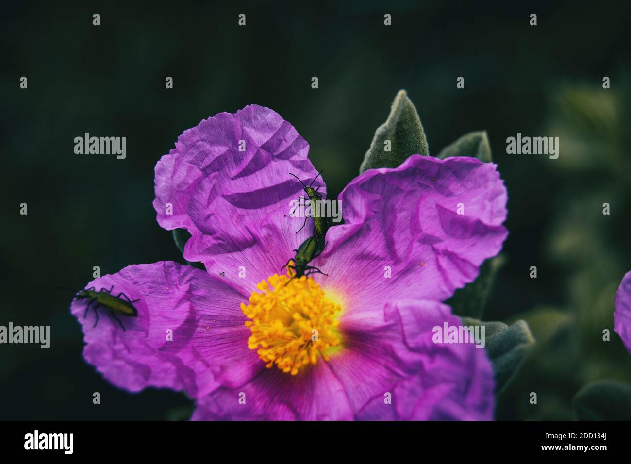 Detail of three small insects on the petals of a purple flowers of ...
