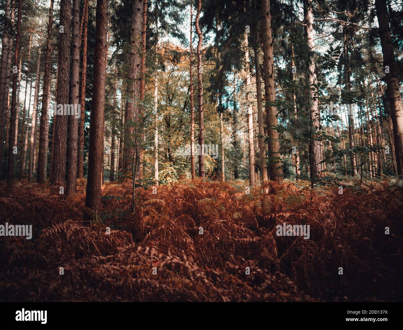 Tall Autumn Trees Stock Photo - Alamy