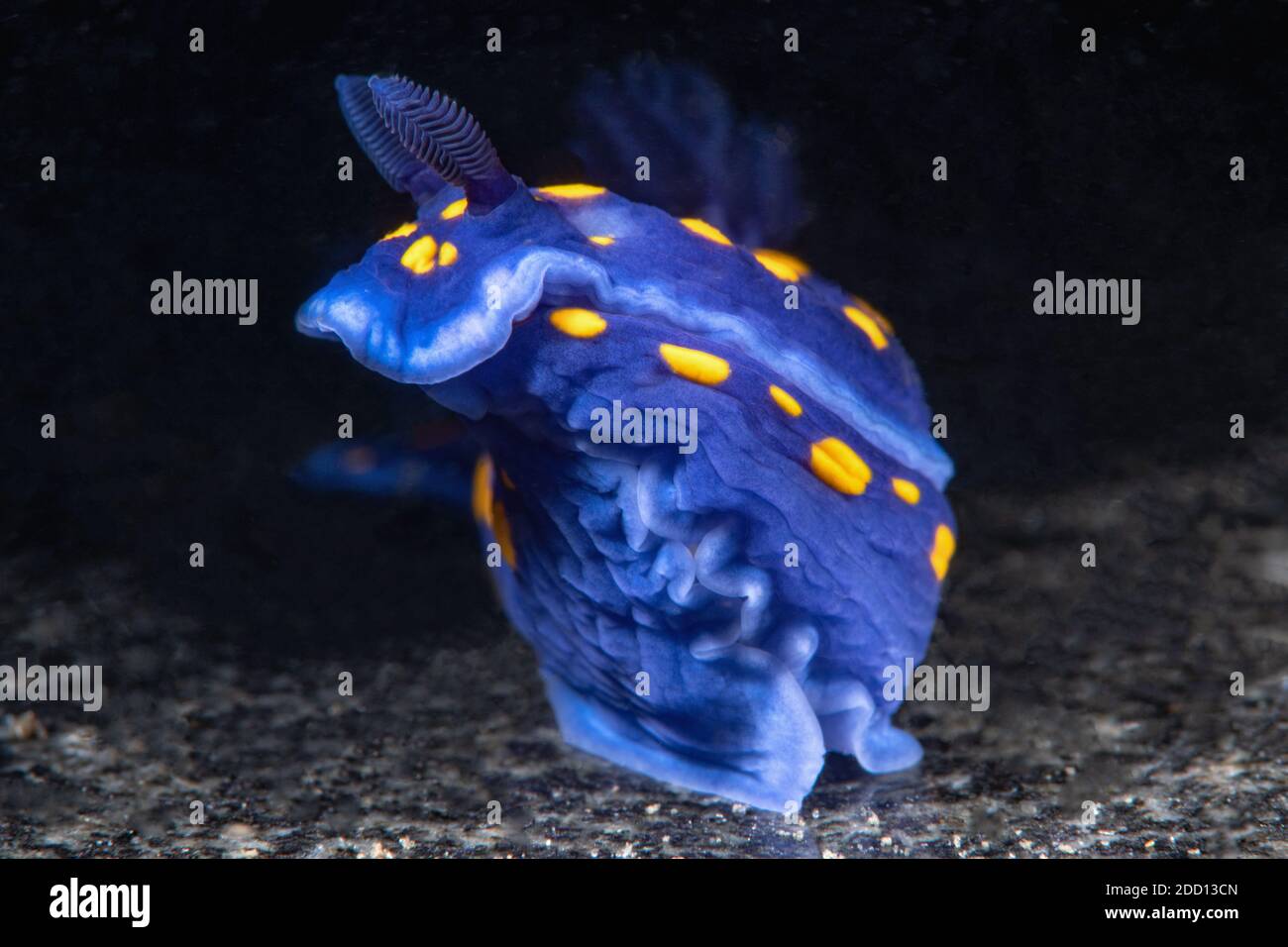 Felimare hi-res stock photography and images - Alamy
