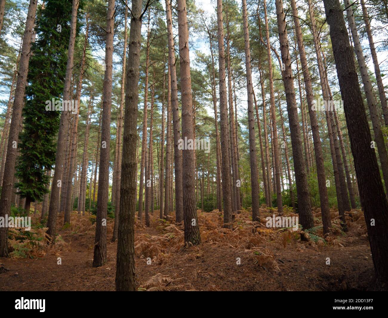 Tall Autumn Trees Stock Photo - Alamy