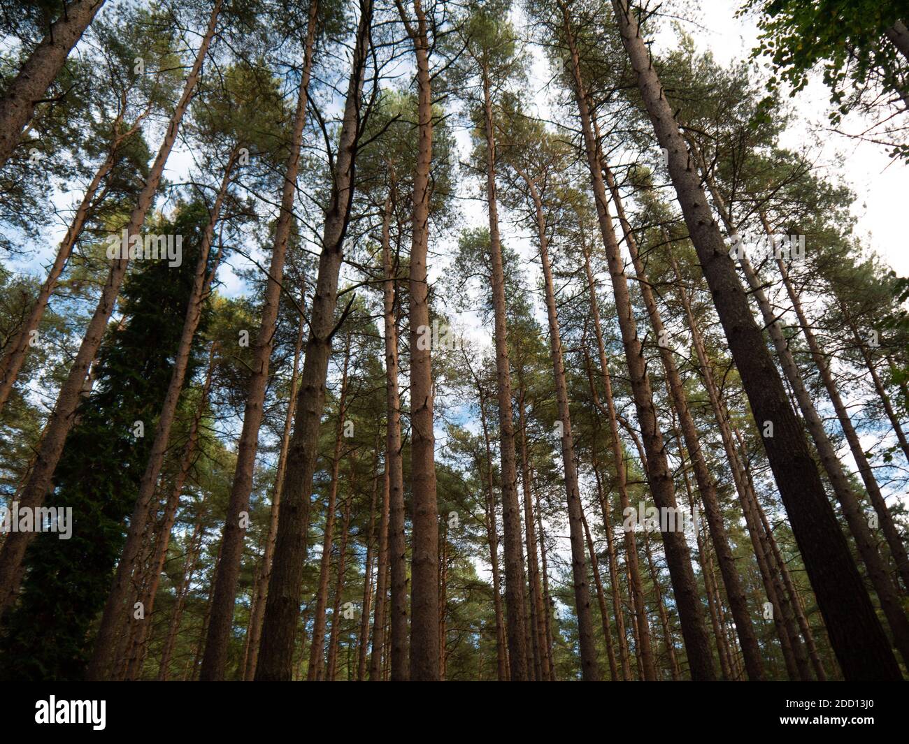 Tall Forest Trees Stock Photo - Alamy